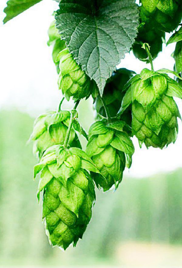 CTC Waterworks - Agricultural Water Solutions | Sulfur Burners ...